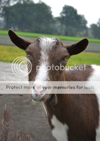 Baby geitjes in de maak! • Bokt.nl