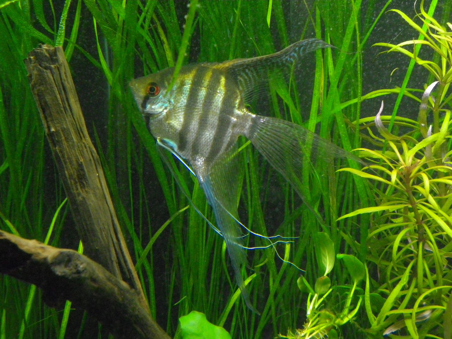 65 gallon tank upgrade - 5/20 Wild Angelfish! | The Planted Tank Forum