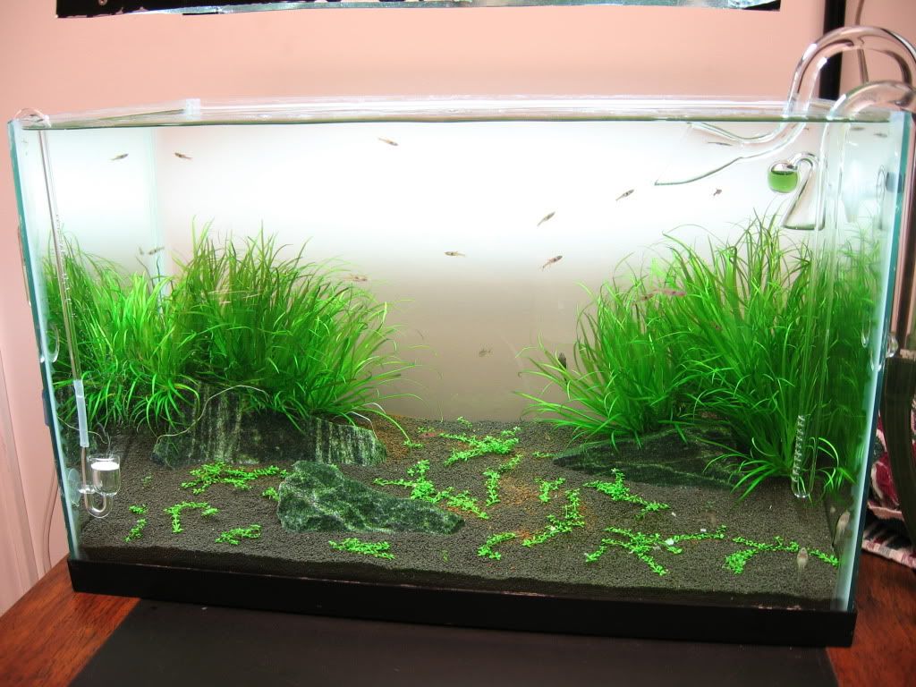 10 gallon rimless office tank | The Planted Tank Forum