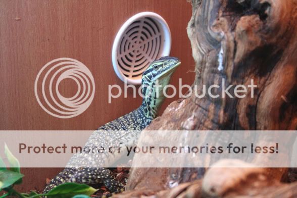 my baby argus | Reptile Forums