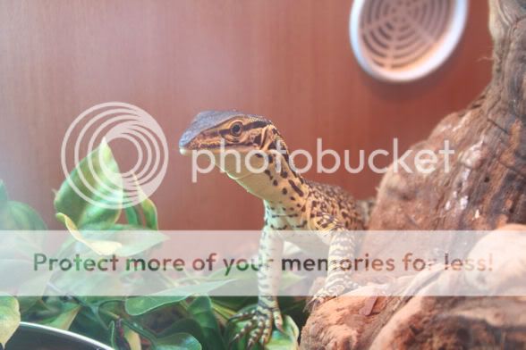 my baby argus | Reptile Forums