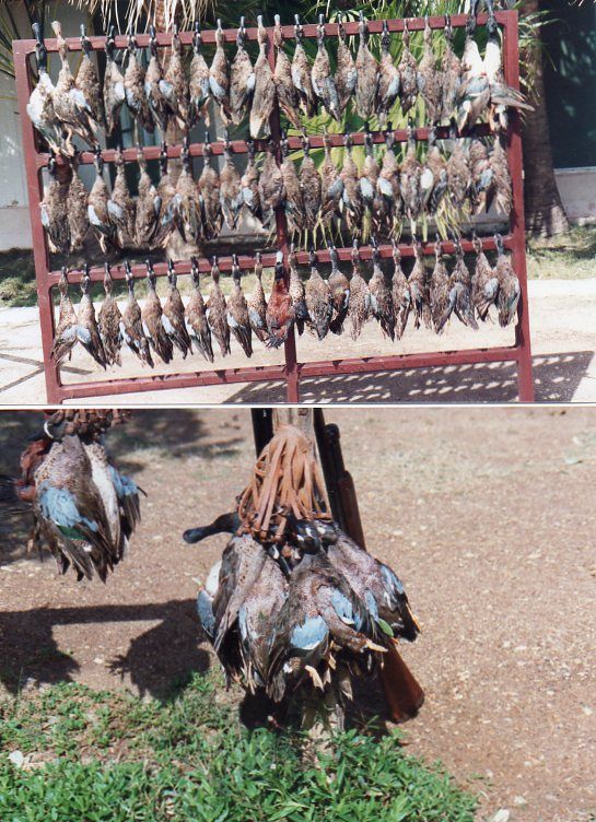 Duck hunting in Cuba...........