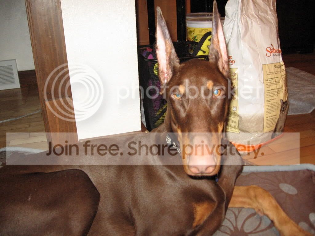Update on Khan | Doberman Forum : Doberman Breed Dog Forums