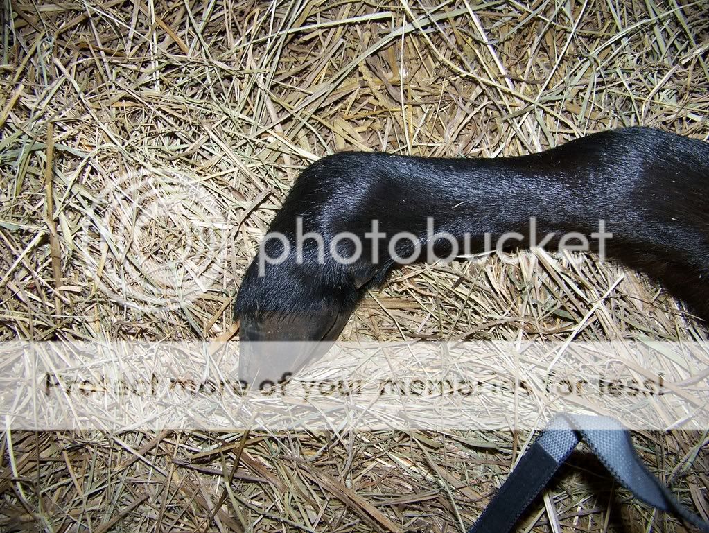 Deformity. Suggestions wanted (pics) | CattleToday.com - Cattle, Cow ...