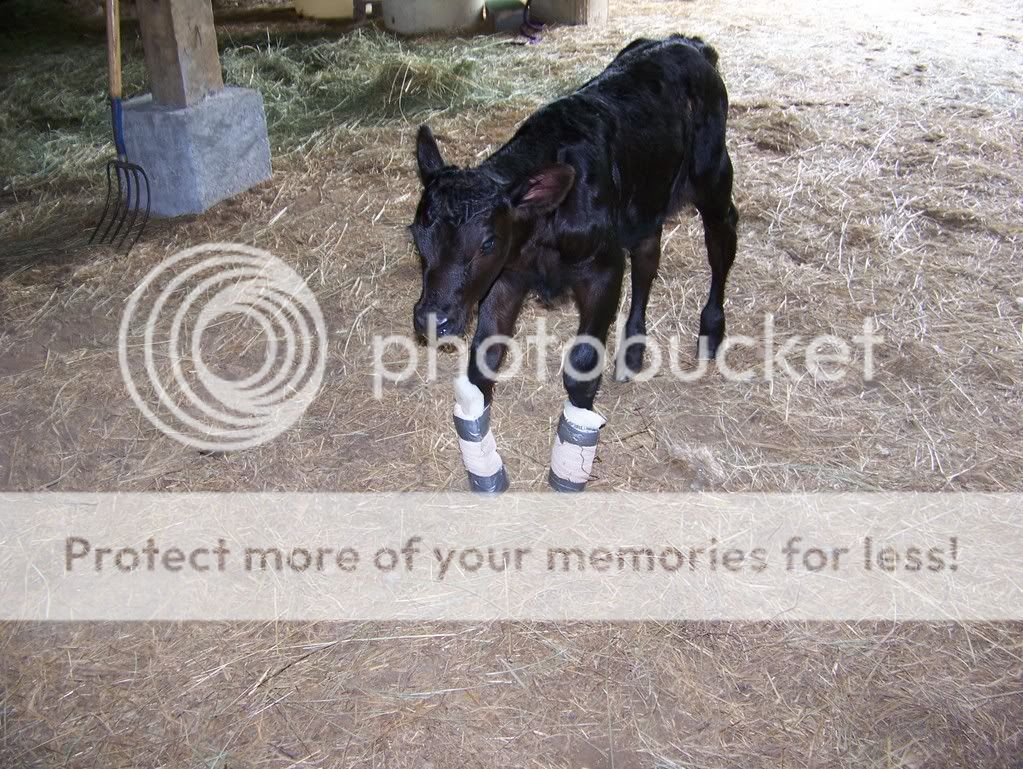 Contracted Tendons/Knuckling Over | CattleToday.com - Cattle, Cow ...