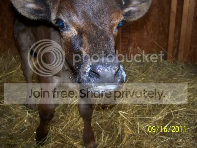 White-eye Pic. | CattleToday.com - Cattle, Cow & Ranching Community