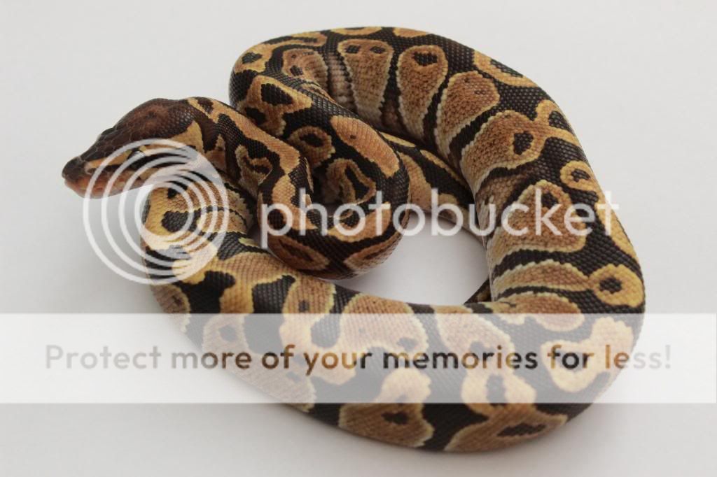 SW England - Male Fire Royal Pythons | Reptile Forums